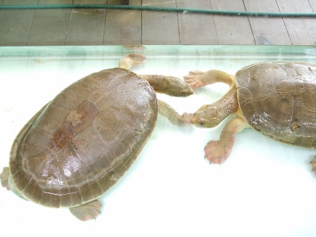 The Live Tortoise and Turtle Museum, Singapore - Trip to Asia 2009 ...